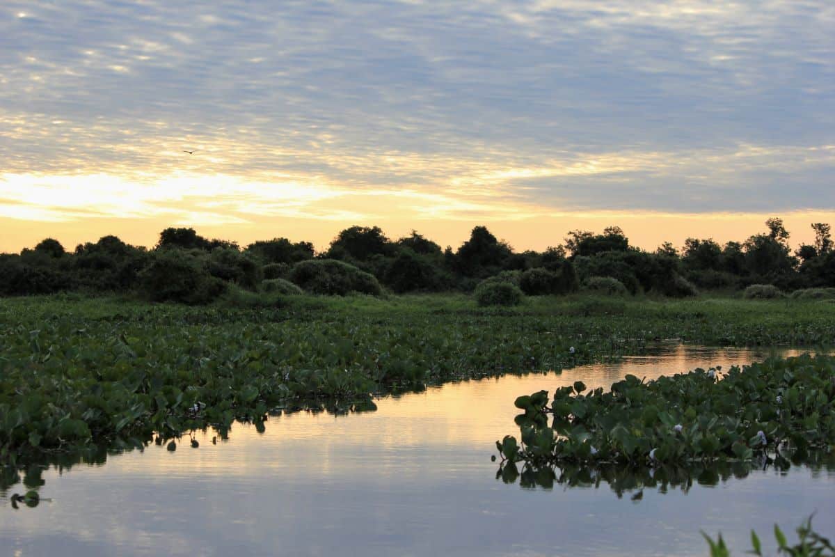 Bande de Caprivi | Guide Safari, Tarifs et Météo