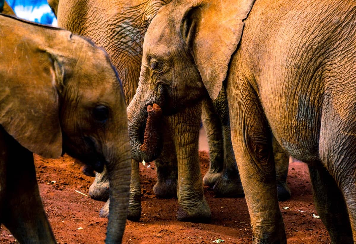 Quels Animaux voir au Kenya ? - Mister Safari