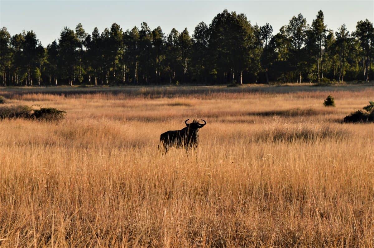 Parc National de Chimanimani | Guide Safari, Tarifs et Météo