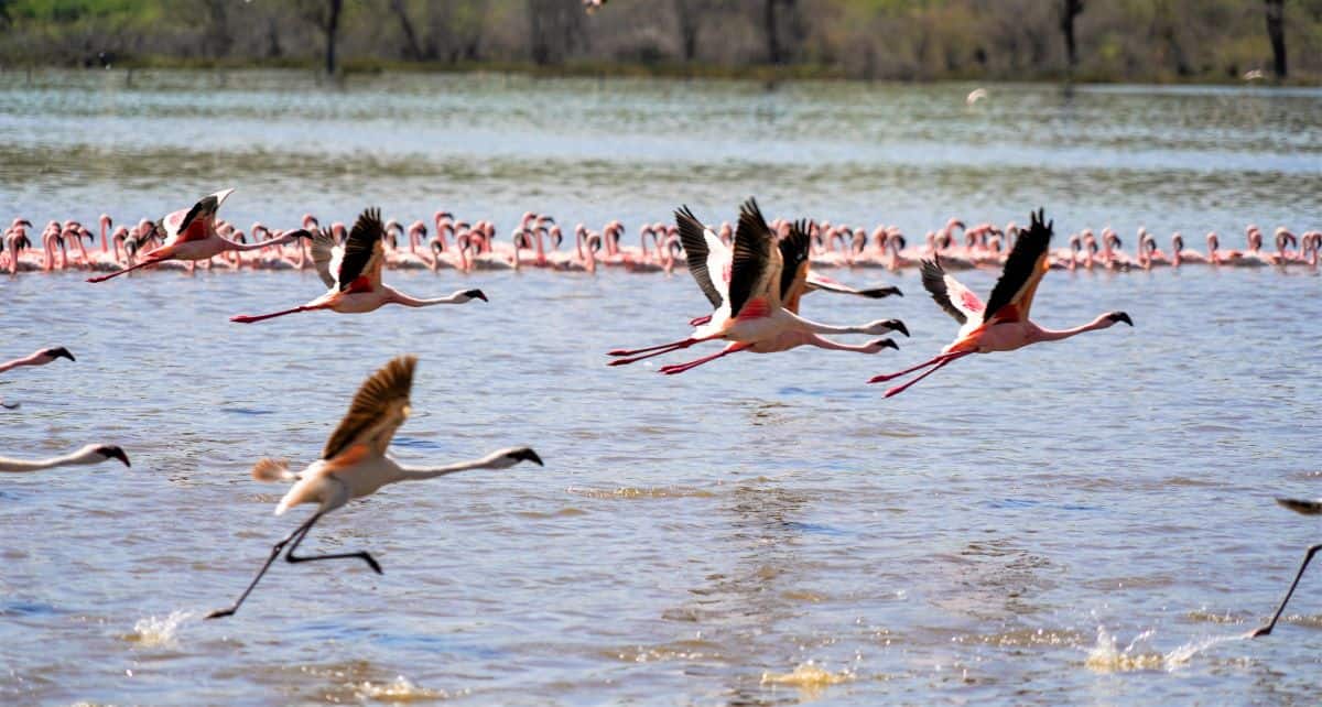 Lac Manyara | Guide Complet, Tarifs & Météo [2022]