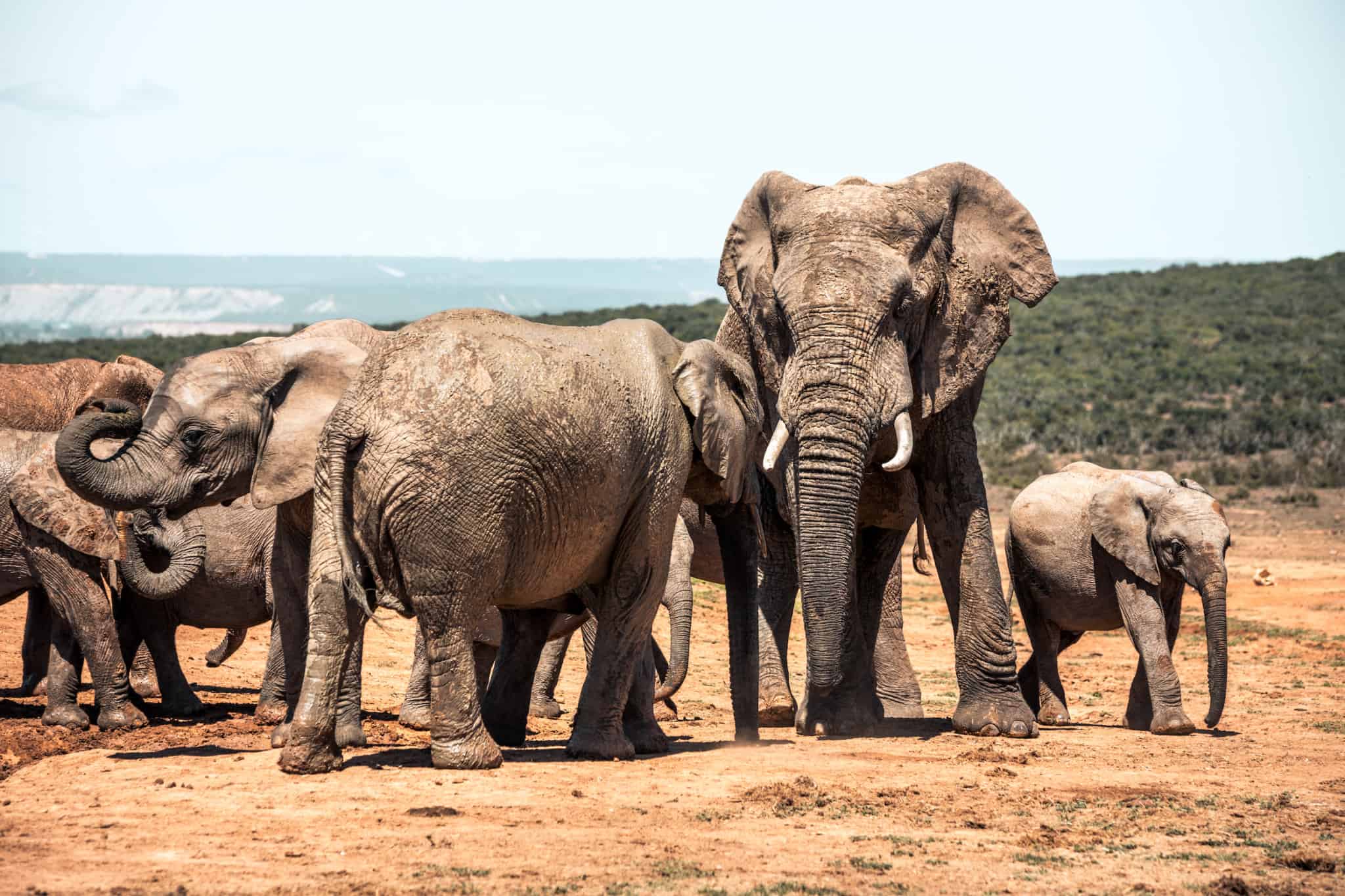 Addo Elephant National Park Safari: Best time, Fees [2024]