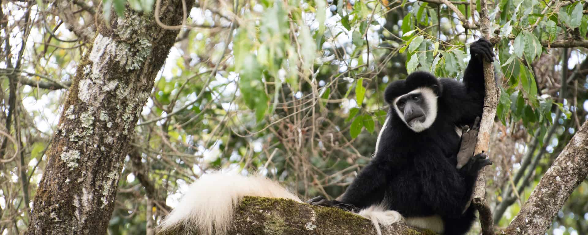 Arusha National Park Safari | Guide, Fees, Lodges [2026]