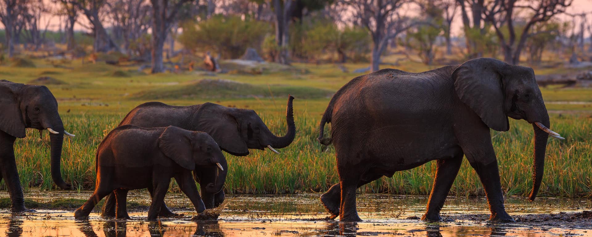 Botswana Animals | Wildlife, Big 5 & Birds [2024]