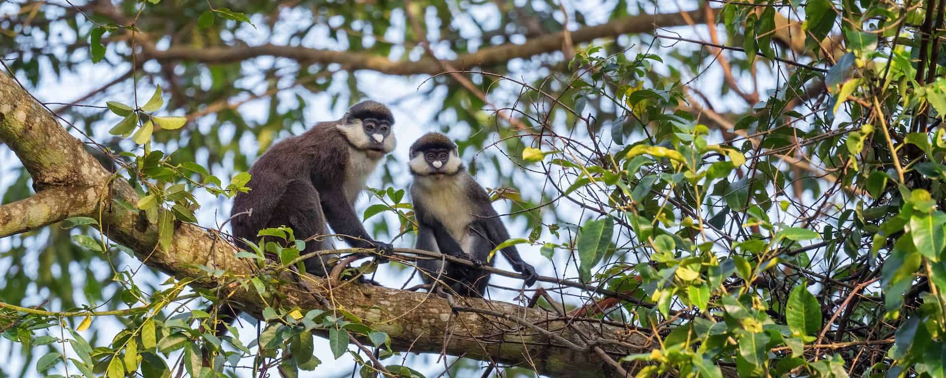 Budongo Forest Safari: Prices, Entrance Fees, Times 2024