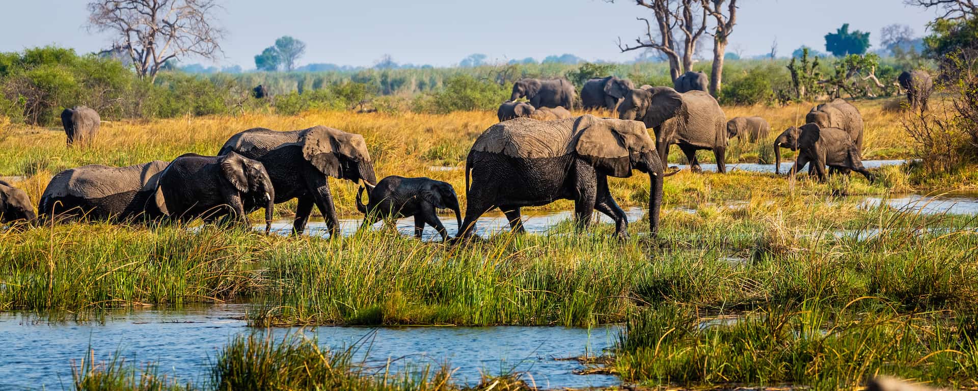 Caprivi Strip Safari: Prices, Best time, Entrance Fees 2025