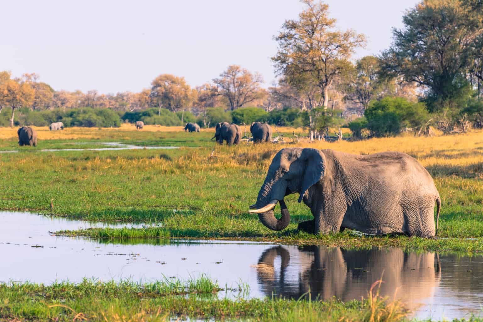 Okavango Delta Safari | Guide, Entrance Fee, Weather [2024]