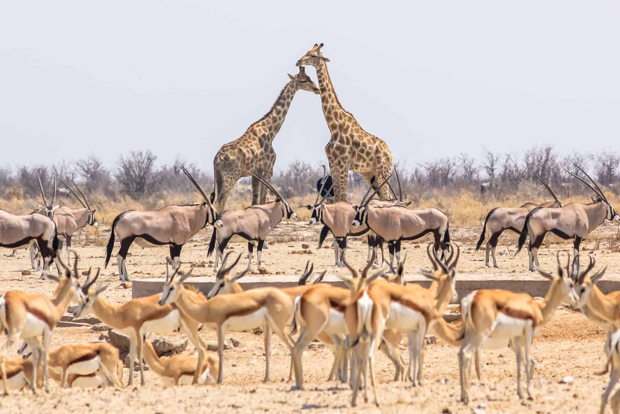 Etosha National Park Safari: Prices, Best time, Fees 2025