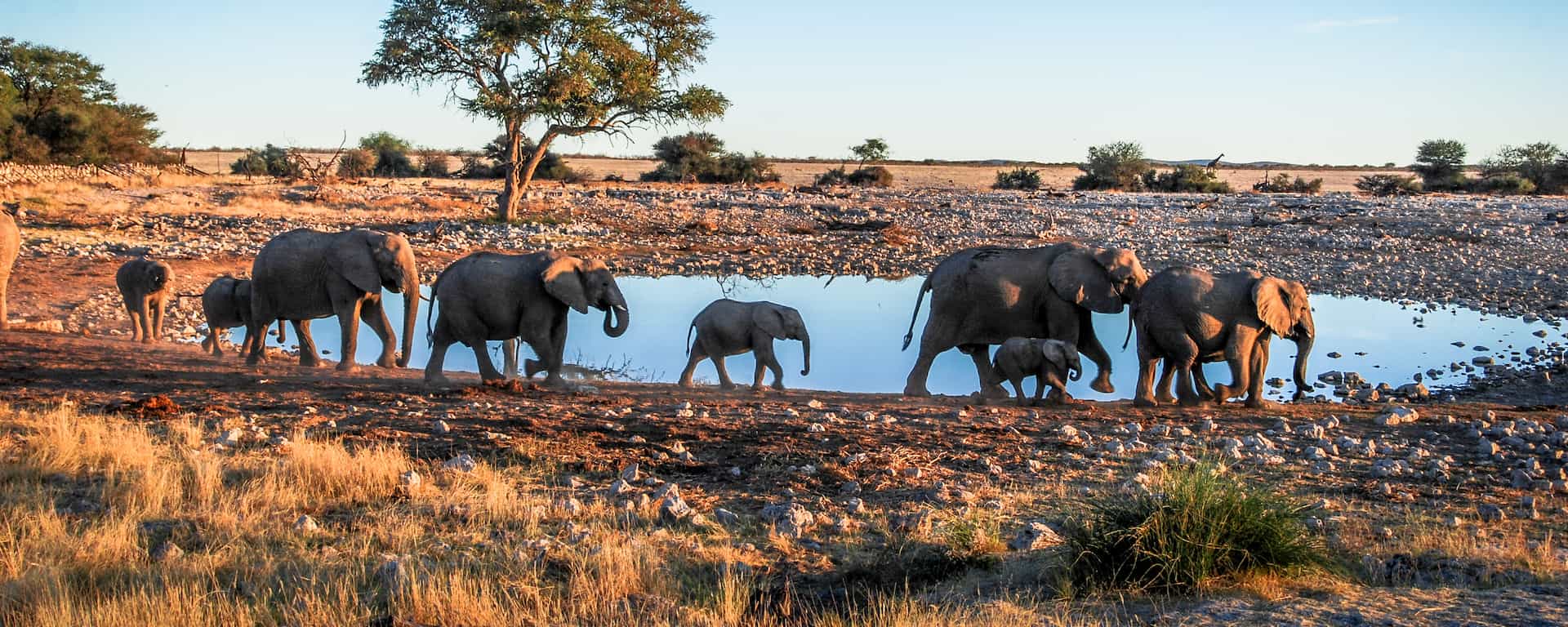 Etosha National Park Safari: Prices, Best time, Fees 2025