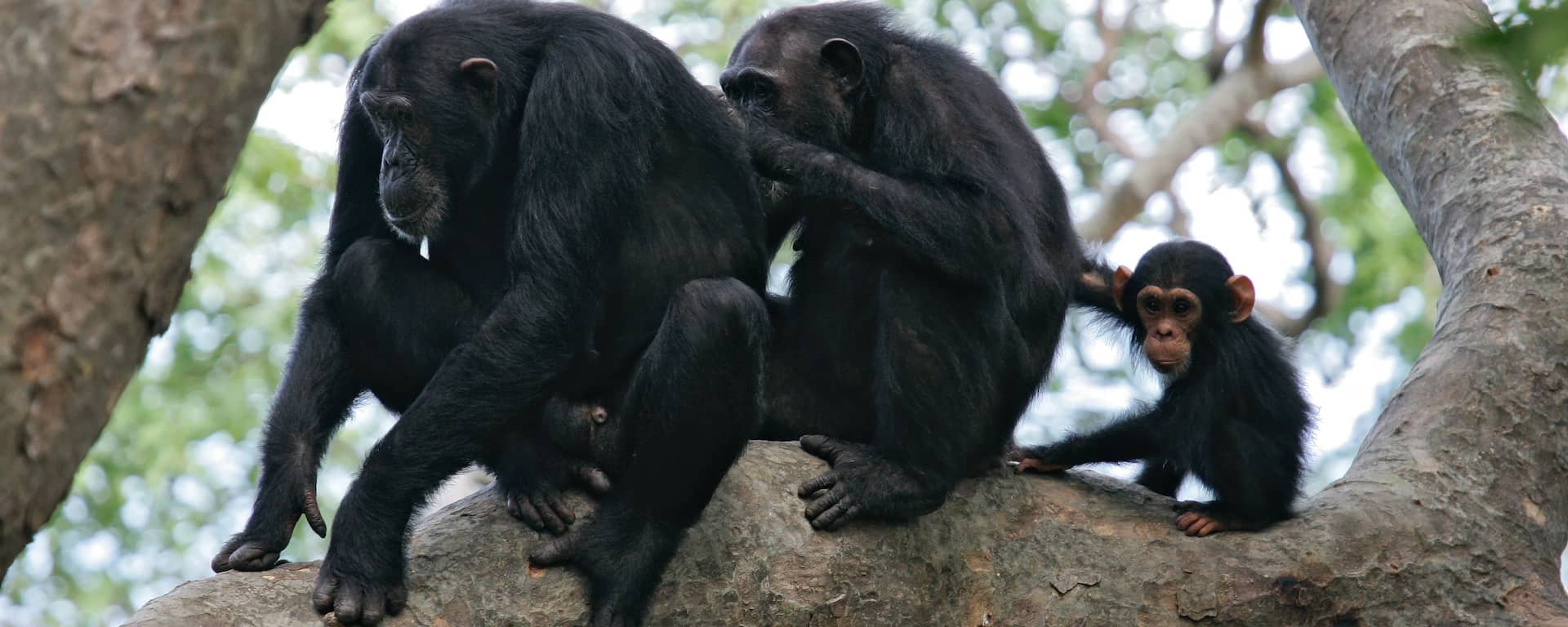 Gombe National Park Safari: Fees, Chimp tours [2025]
