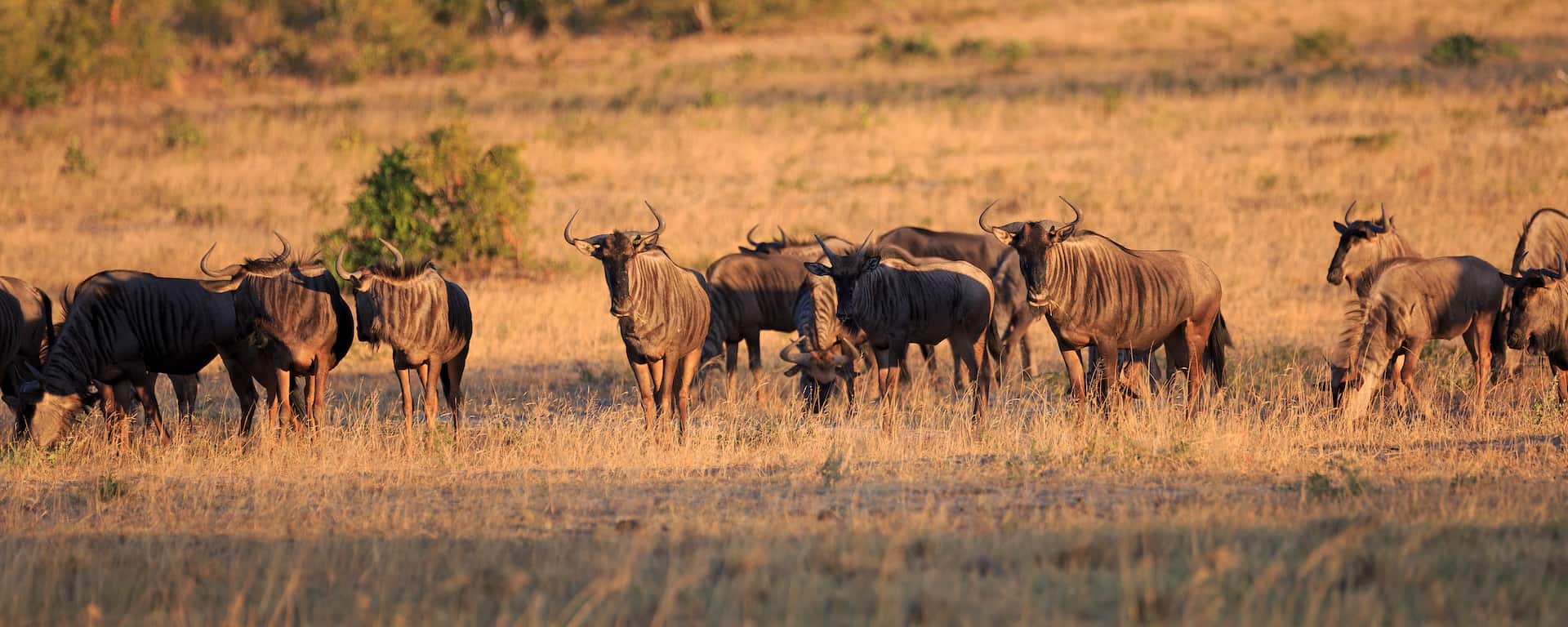 Idube Game Reserve Safari: Prices, Best time, Fees 2024