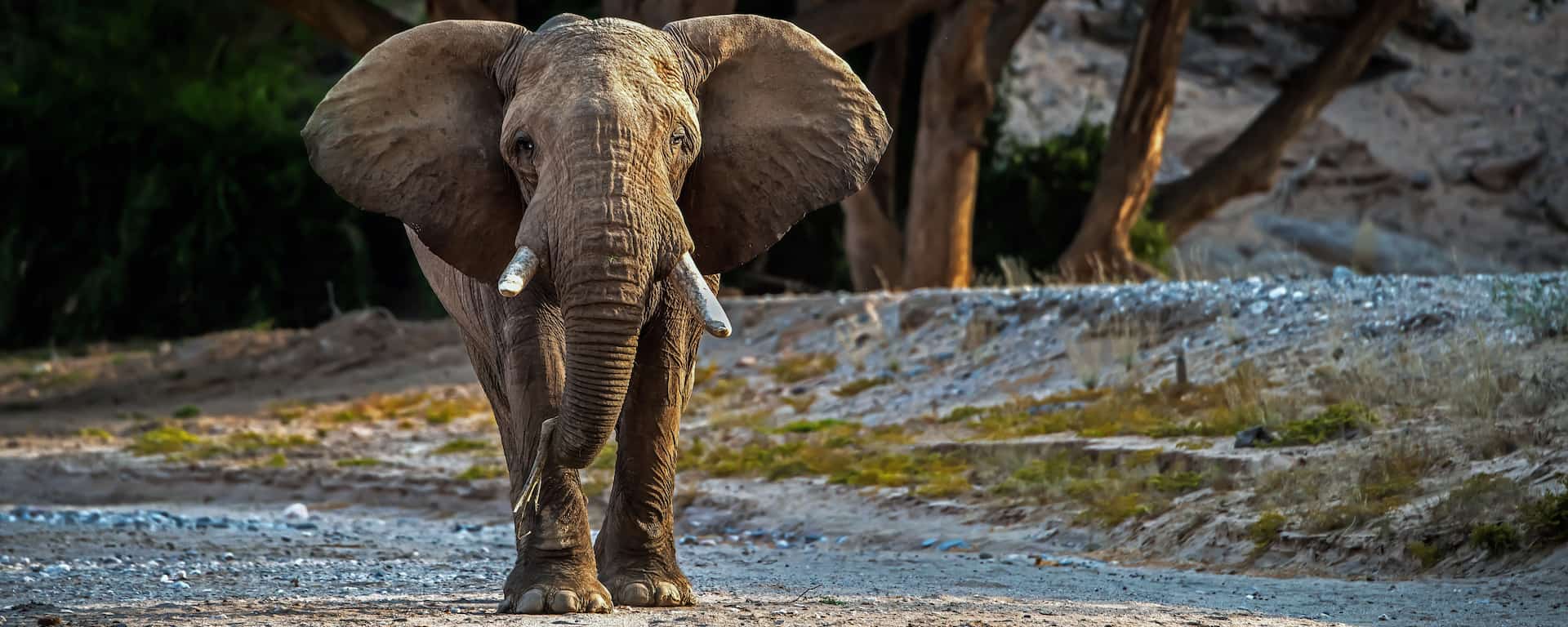 Kaokoland Safari: Prices, Best time, Entrance Fees 2025