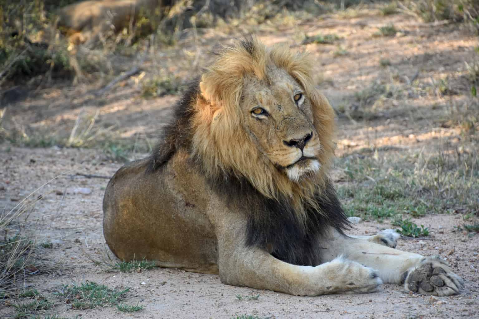 Kapama Private Game Reserve Safari: Best time, Fees 2025