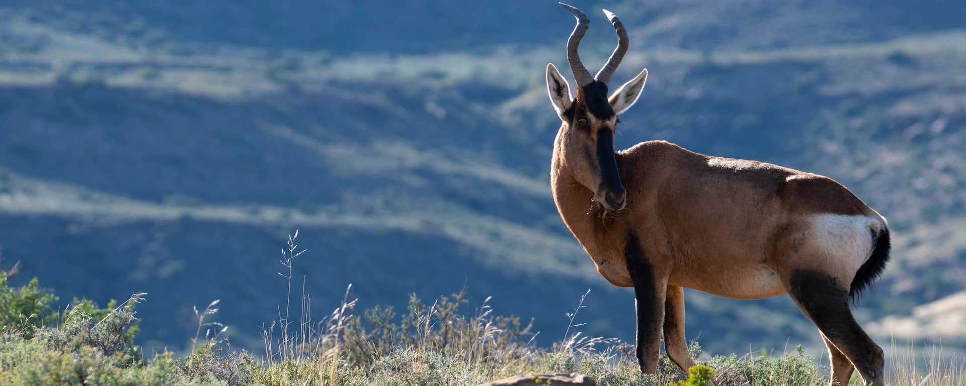 Karoo National Park Safari: Prices, Best time, Fees 2024