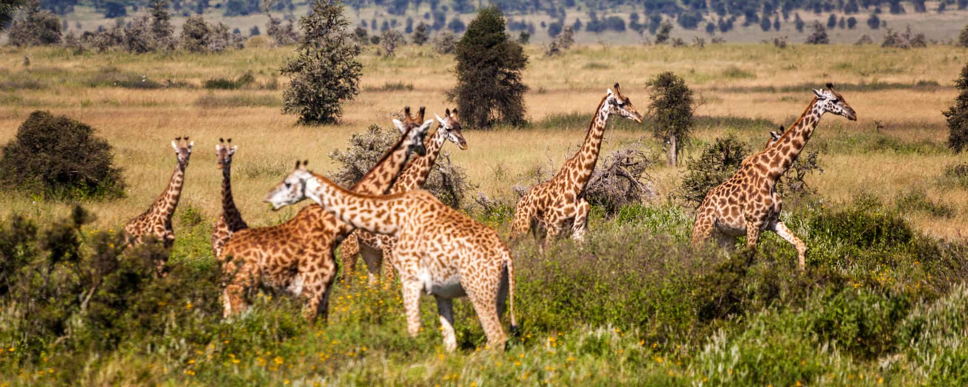 Katavi National Park: Katavi Buffalo Safari, Hotels [2025]