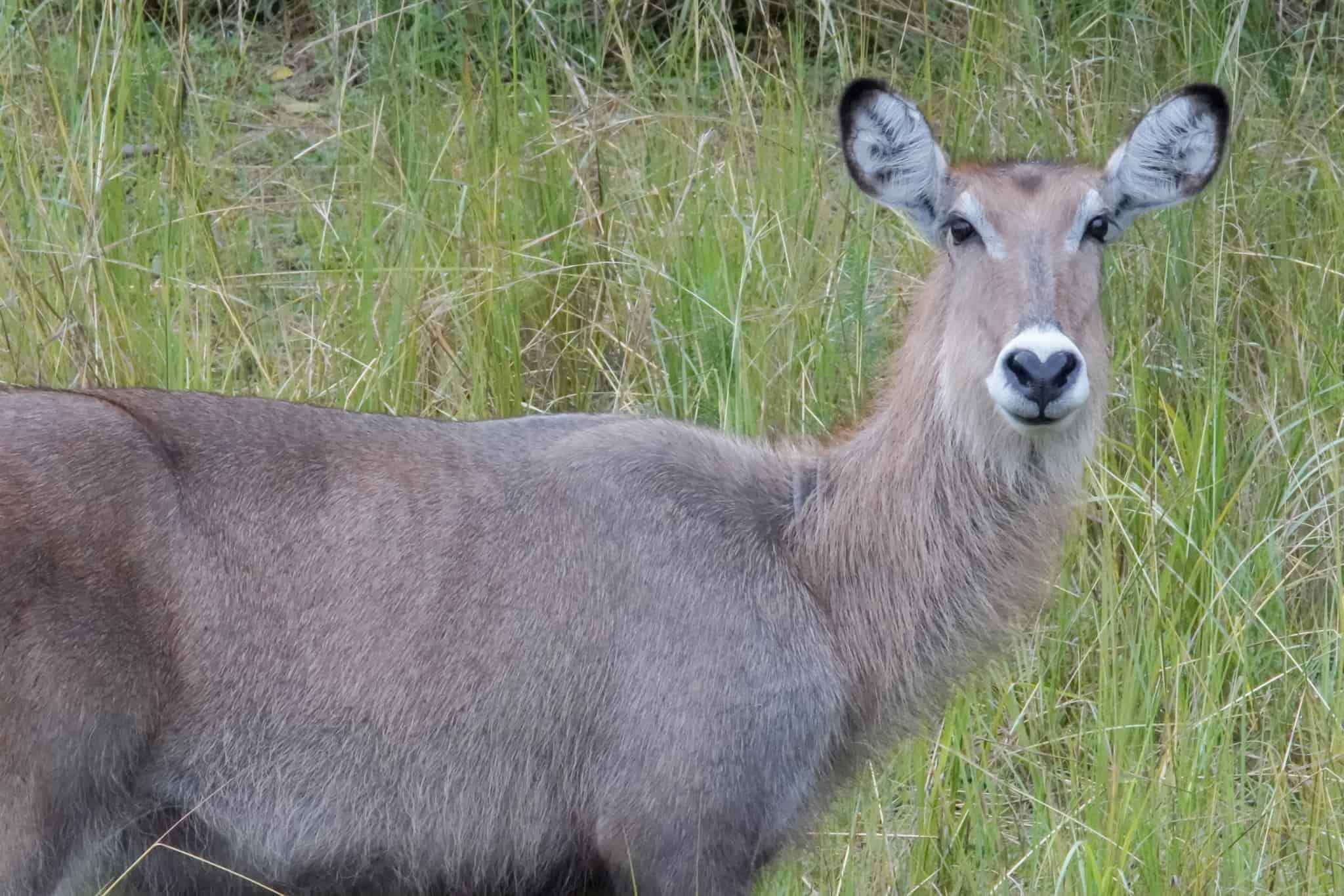 Katonga Wildlife Reserve Safari: Prices, Times, Fees 2025