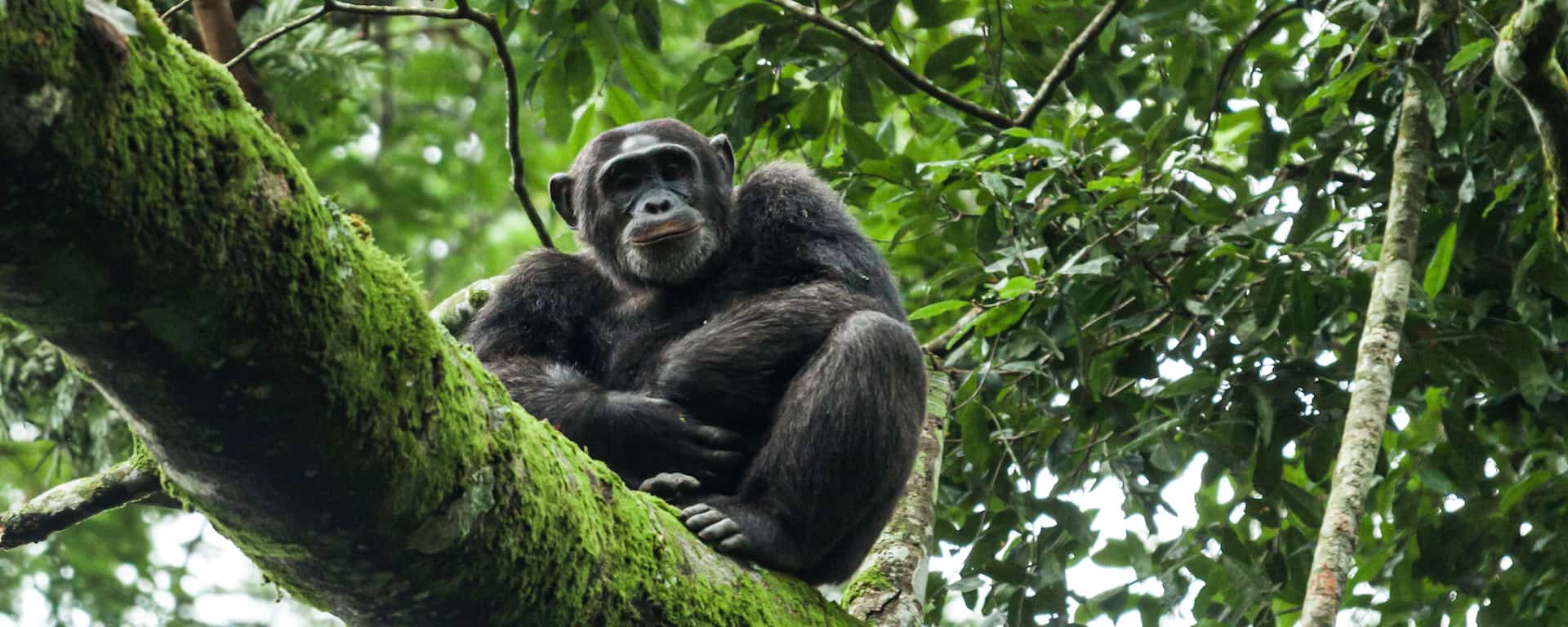 Kibale National Park Safari: Prices, Best time, Fees 2025