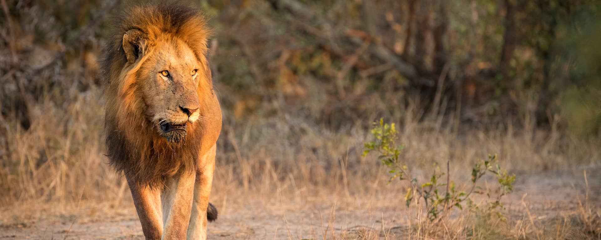 Kruger National Park Safari: Prices, Best time, Fees 2026