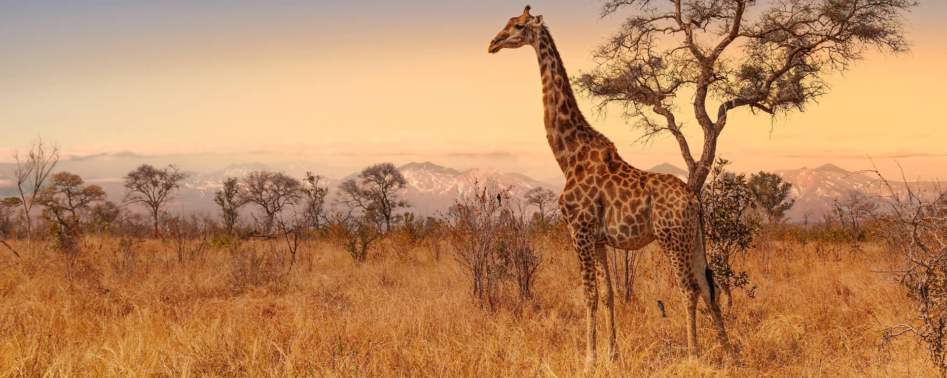 Kwandwe Private Game Reserve Safari: Best time, Fees 2025