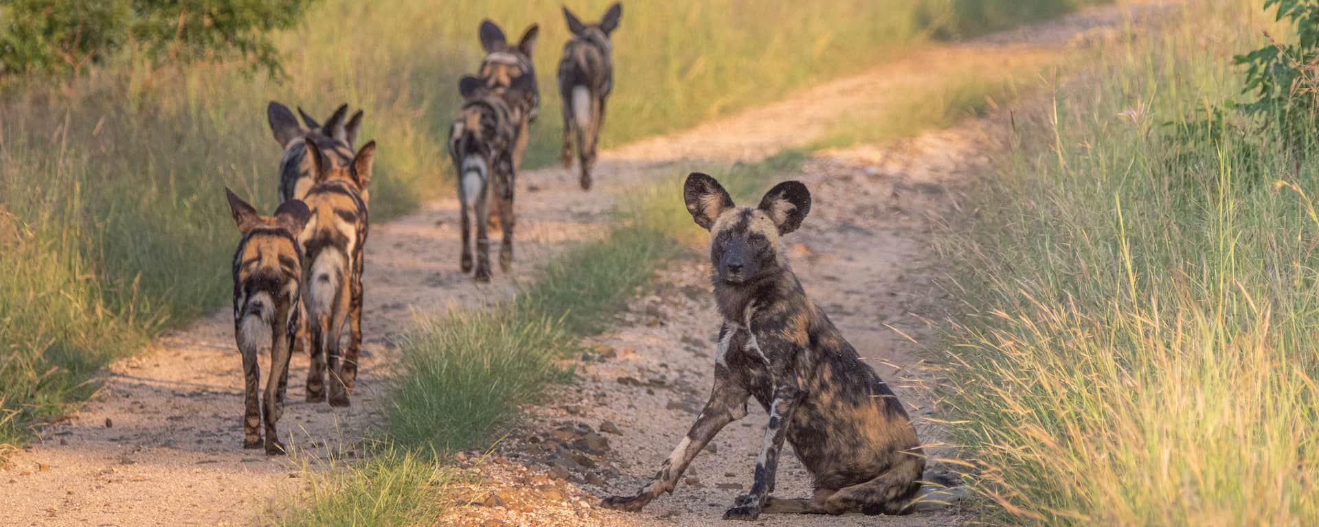 Manyeleti Game Reserve Safari: Prices, Best time, Fees 2025