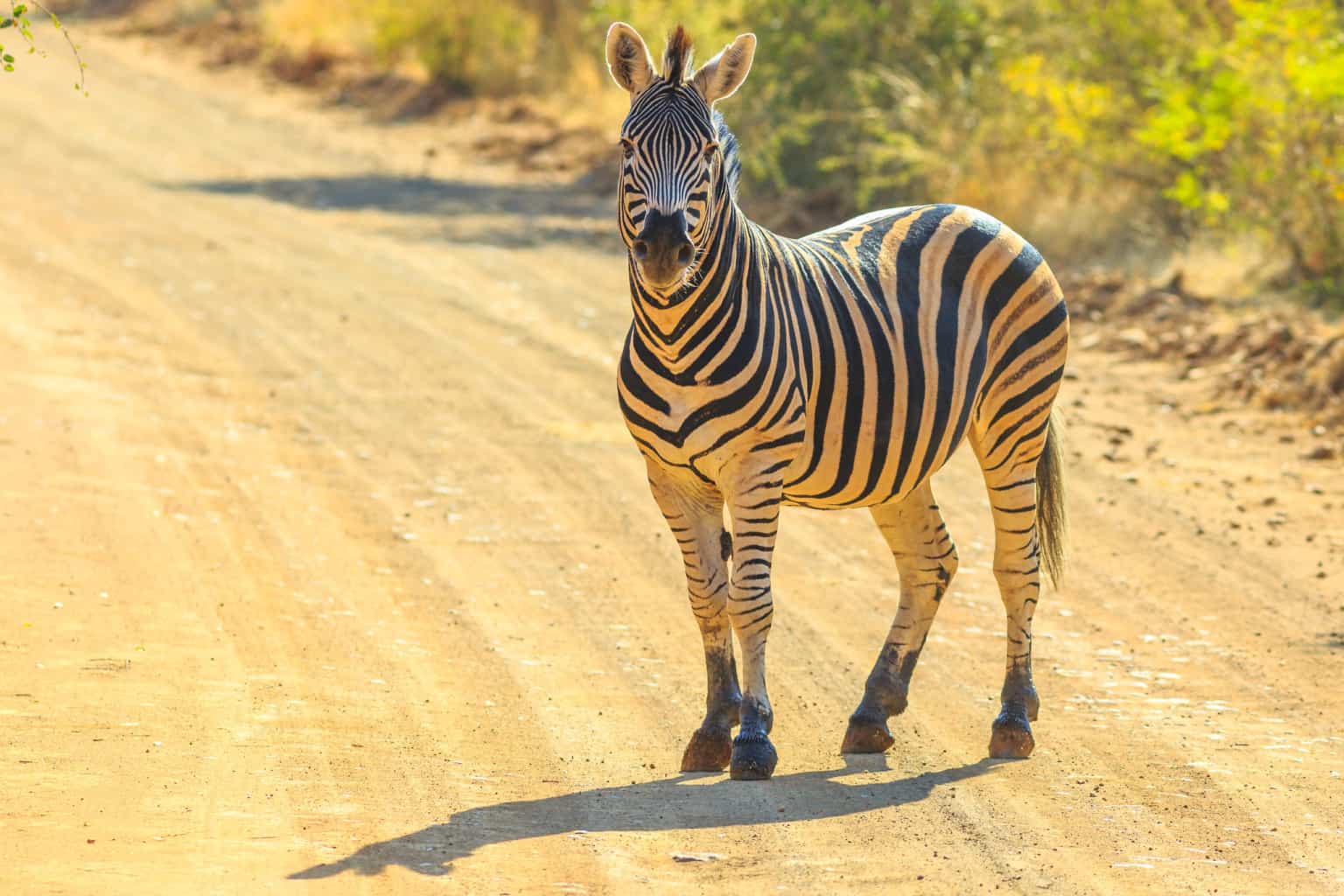 Marakele National Park Safari: Prices, Best time, Fees 2024