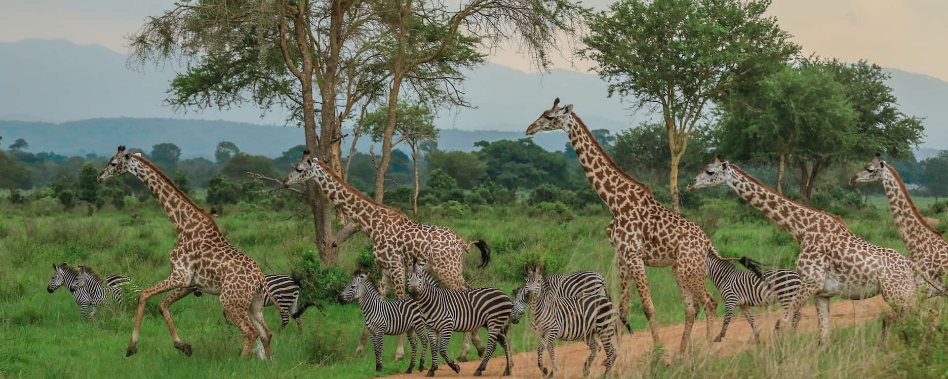 Mikumi National Park safari | Fees, Prices, Lodges [2026]