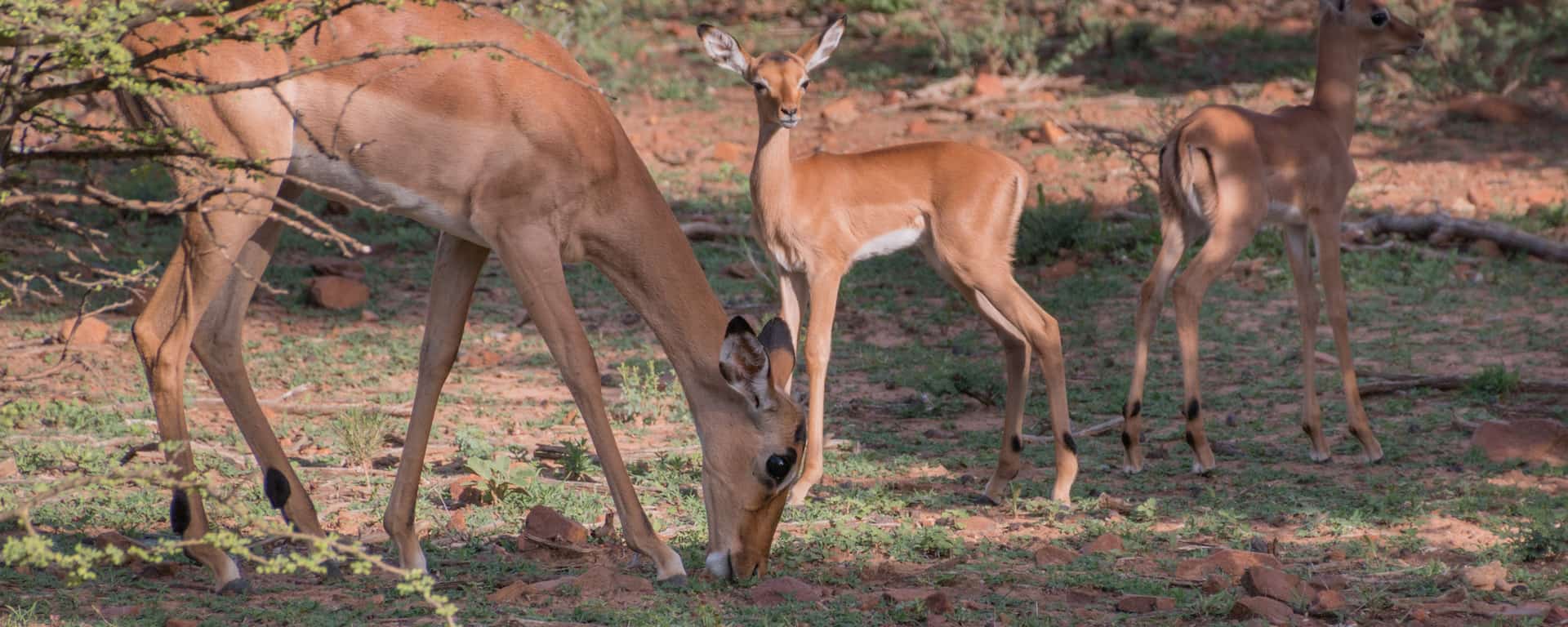 Mokolodi Nature Reserve | Prices, Fees, Accommodation [2025]