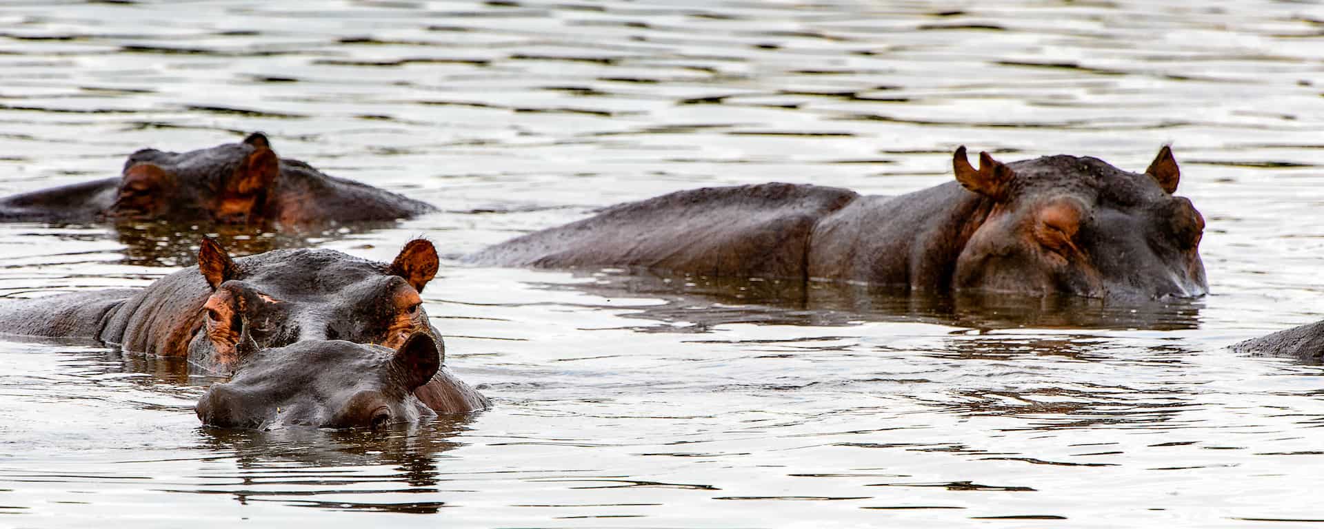 Moremi Game Reserve safari | Prices, Entrance Fees [2024]