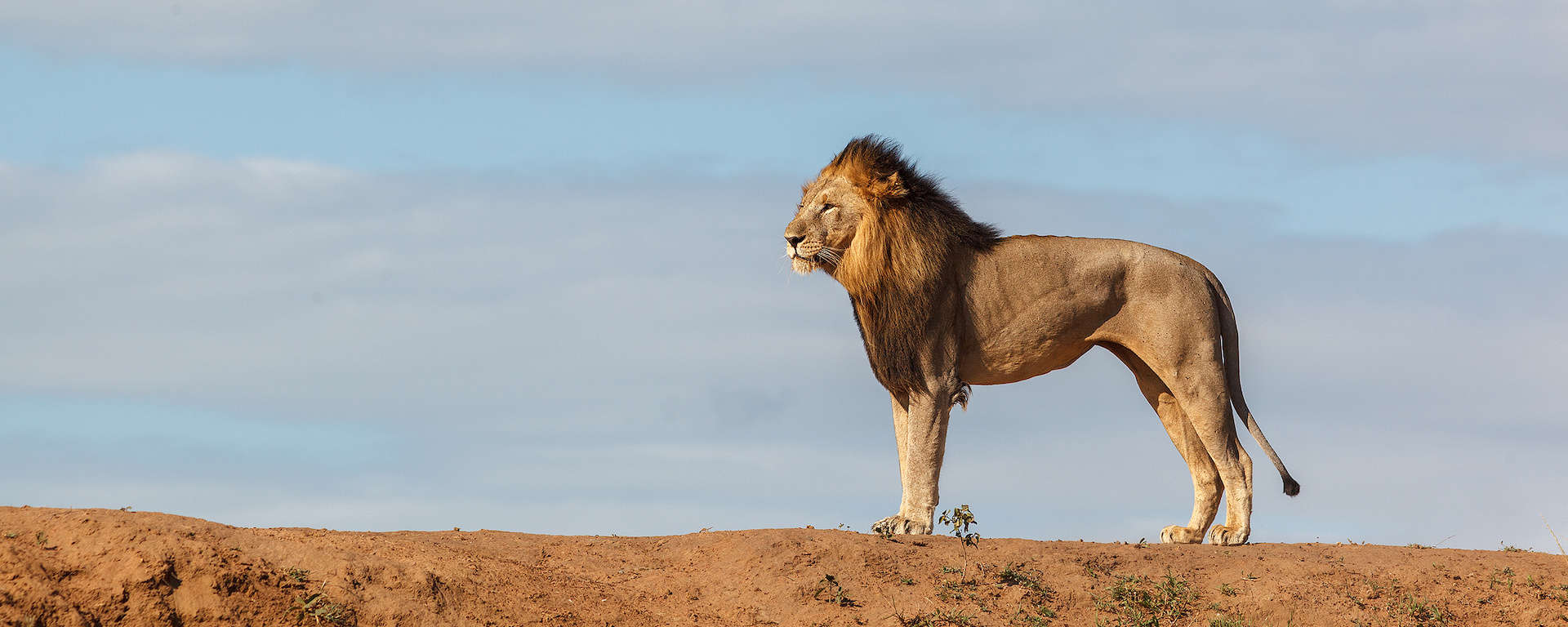 Phinda Game Reserve Safari: Prices, Best time, Fees 2024