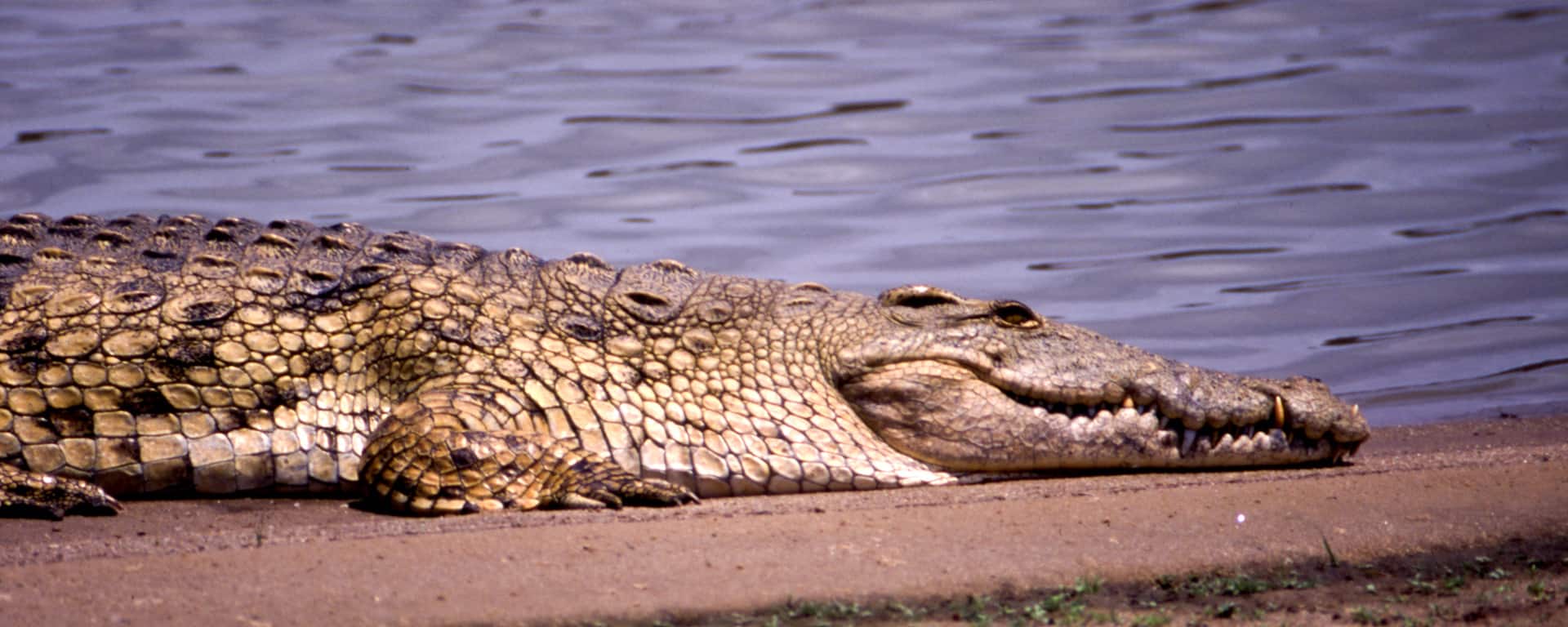 Selous Game Reserve Safari | Guide, Prices & Lodges [2023]