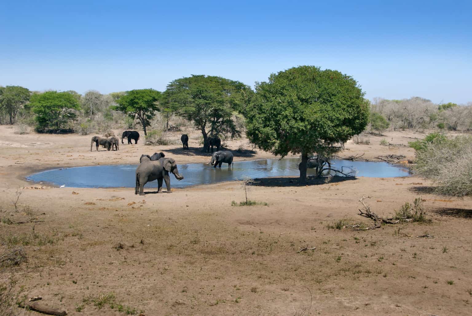 Tembe Elephant Park Safari: Prices, Best time, Fees 2025