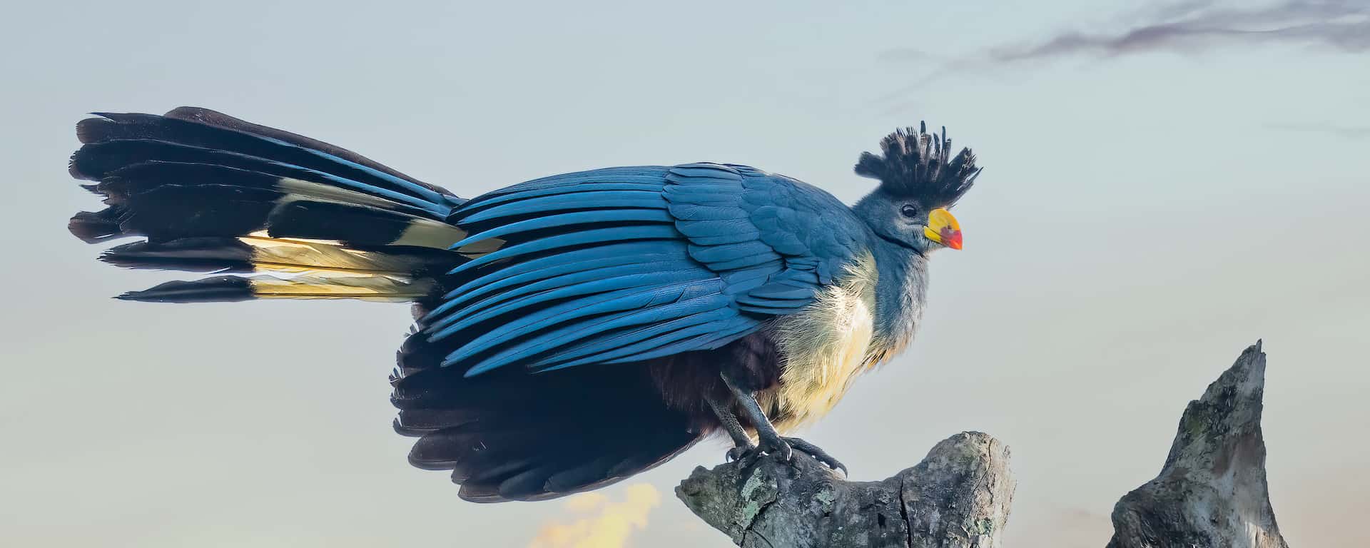 Toro Semliki Wildlife Reserve Safari: Prices, Times 2025