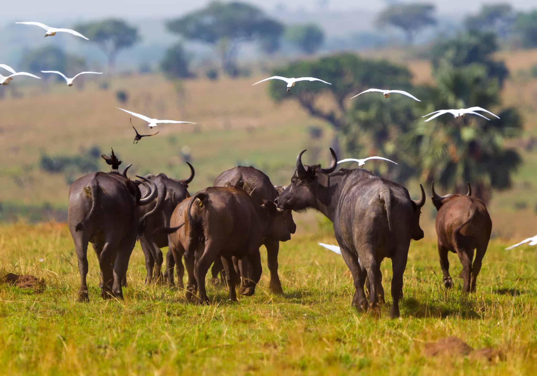 Toro Semliki Wildlife Reserve Safari: Prices, Times 2025